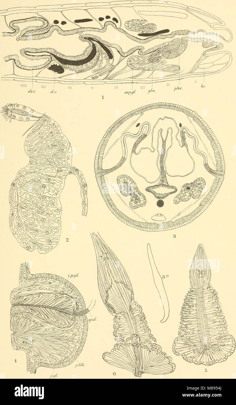 Dwelling of earthworms hi-res stock photography and images - Alamy