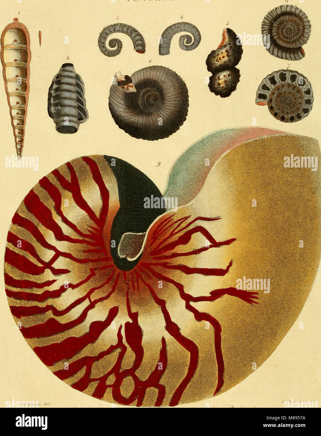 'Encyclopaedia Londinensis' is a comprehensive dictionary covering a ...