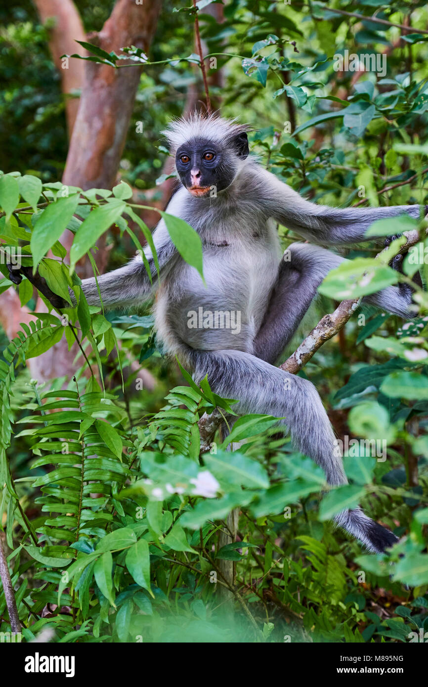 Tanzania, Zanzibar island, Unguja, Jozani forest, red colobus or ...