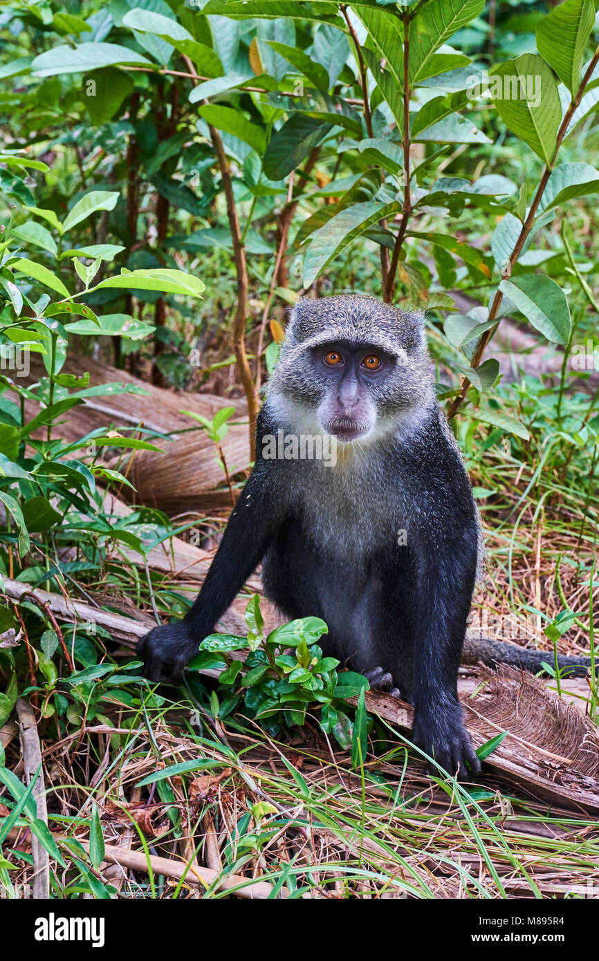 Tanzania, Zanzibar island, Unguja, Jozani forest, blue monkey or ...