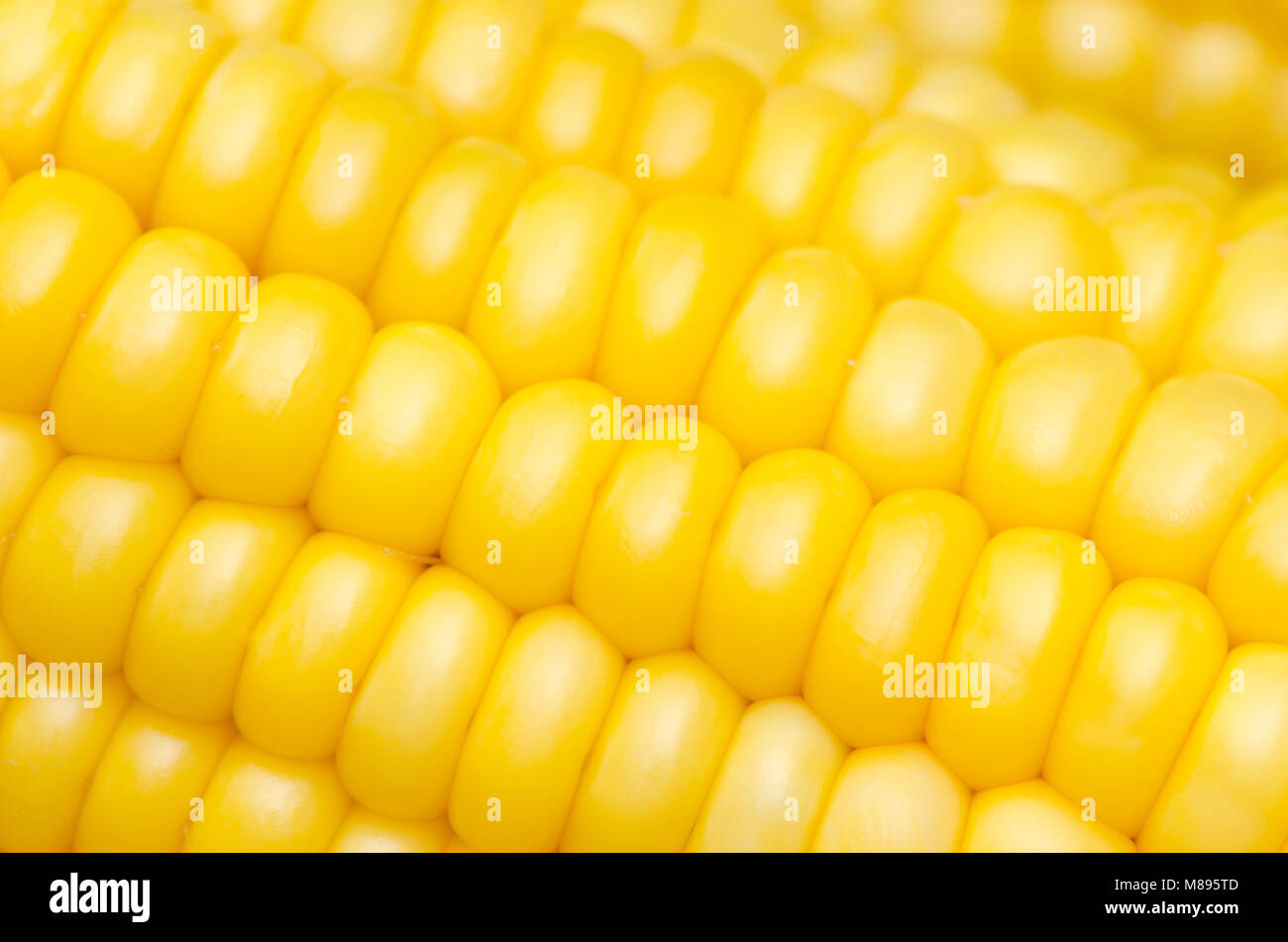 Corn layout hi-res stock photography and images - Alamy