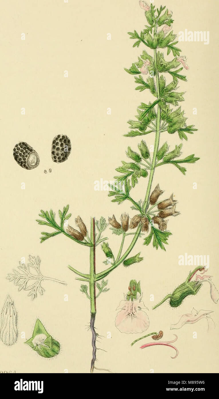 This 1863 work features detailed illustrations of British plants ...
