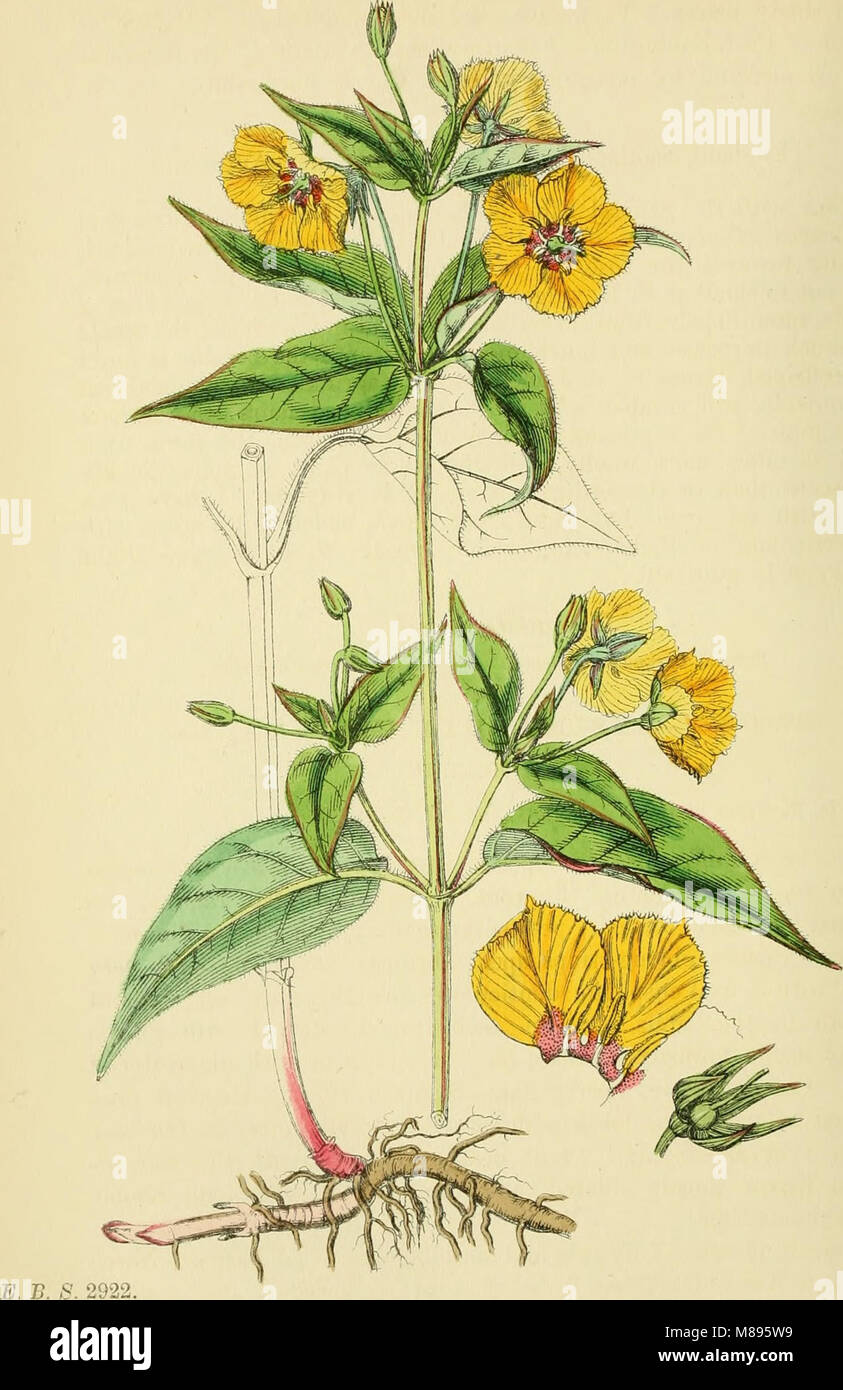 English botany, or, Coloured figures of British plants (1863 ...