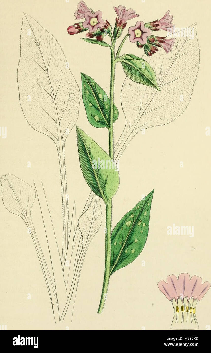 English botany coloured figures hi-res stock photography and images - Alamy