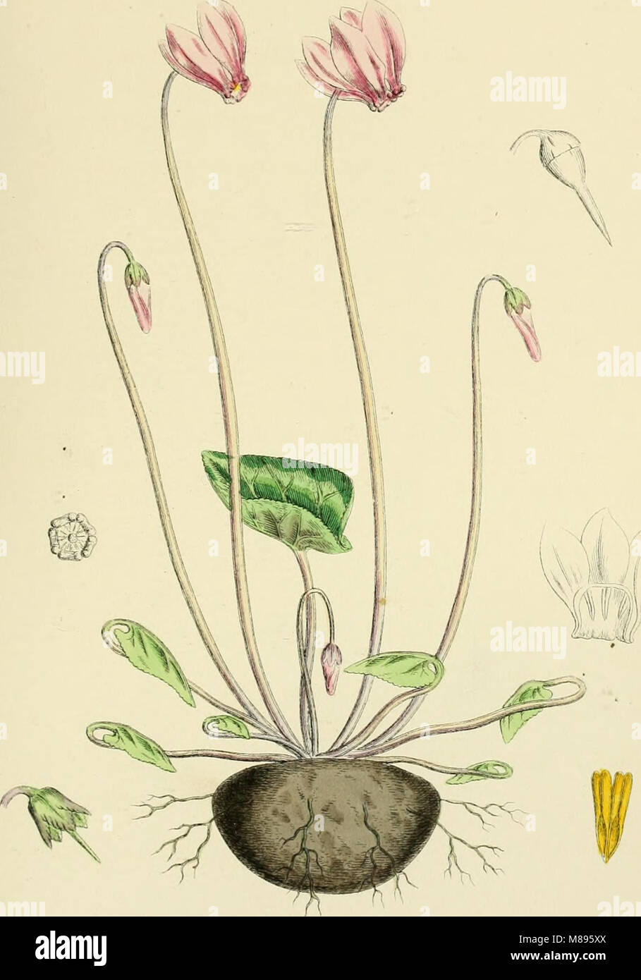 Features detailed botanical drawings highlighting hi-res stock ...
