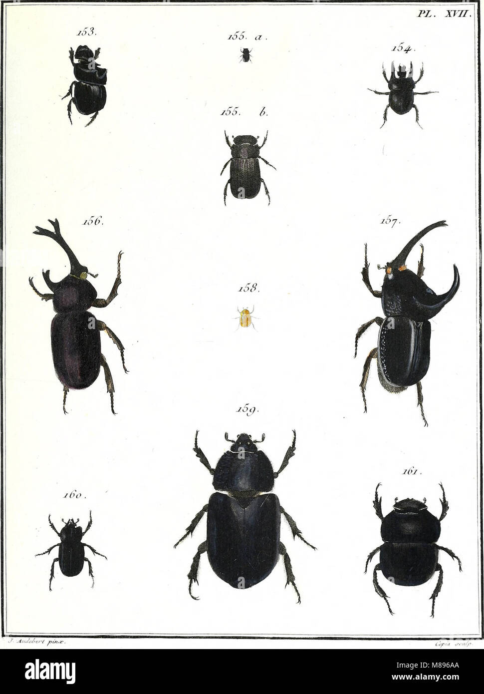 This 1789 work on entomology provides an in-depth natural history of ...