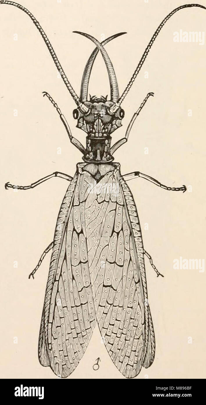 *Entomology for Beginners* (1888) introduces basic principles of ...