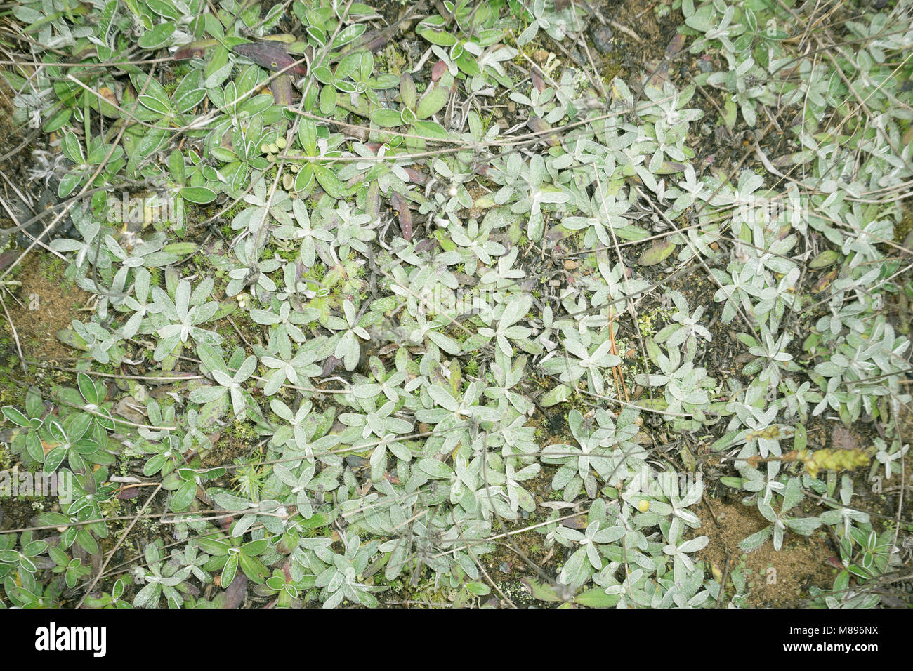 Mud grass floor texture hi-res stock photography and images - Alamy