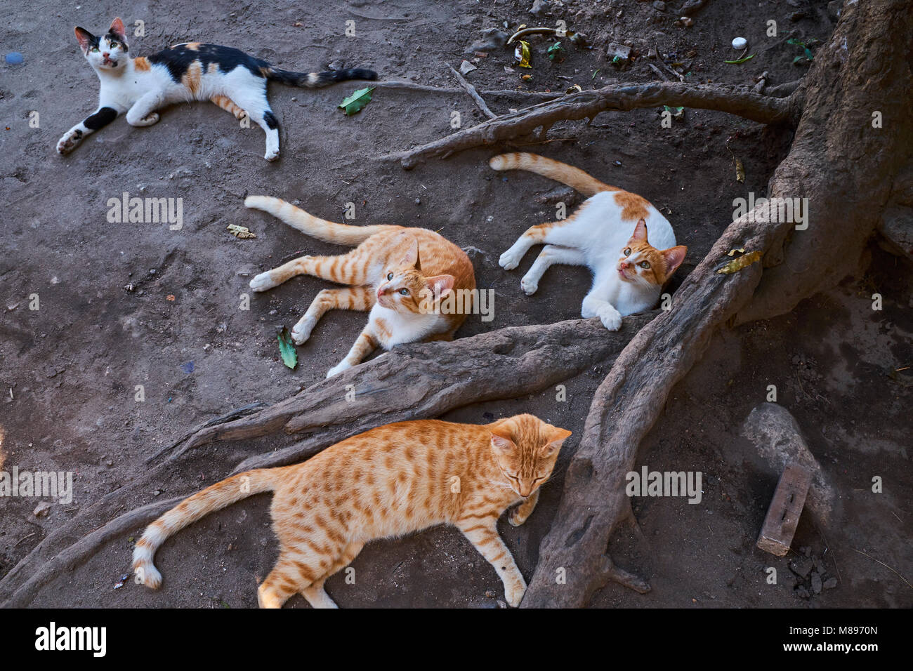 Tanzania, Zanzibar island, Unguja, Stone Town, unesco world heritage ...