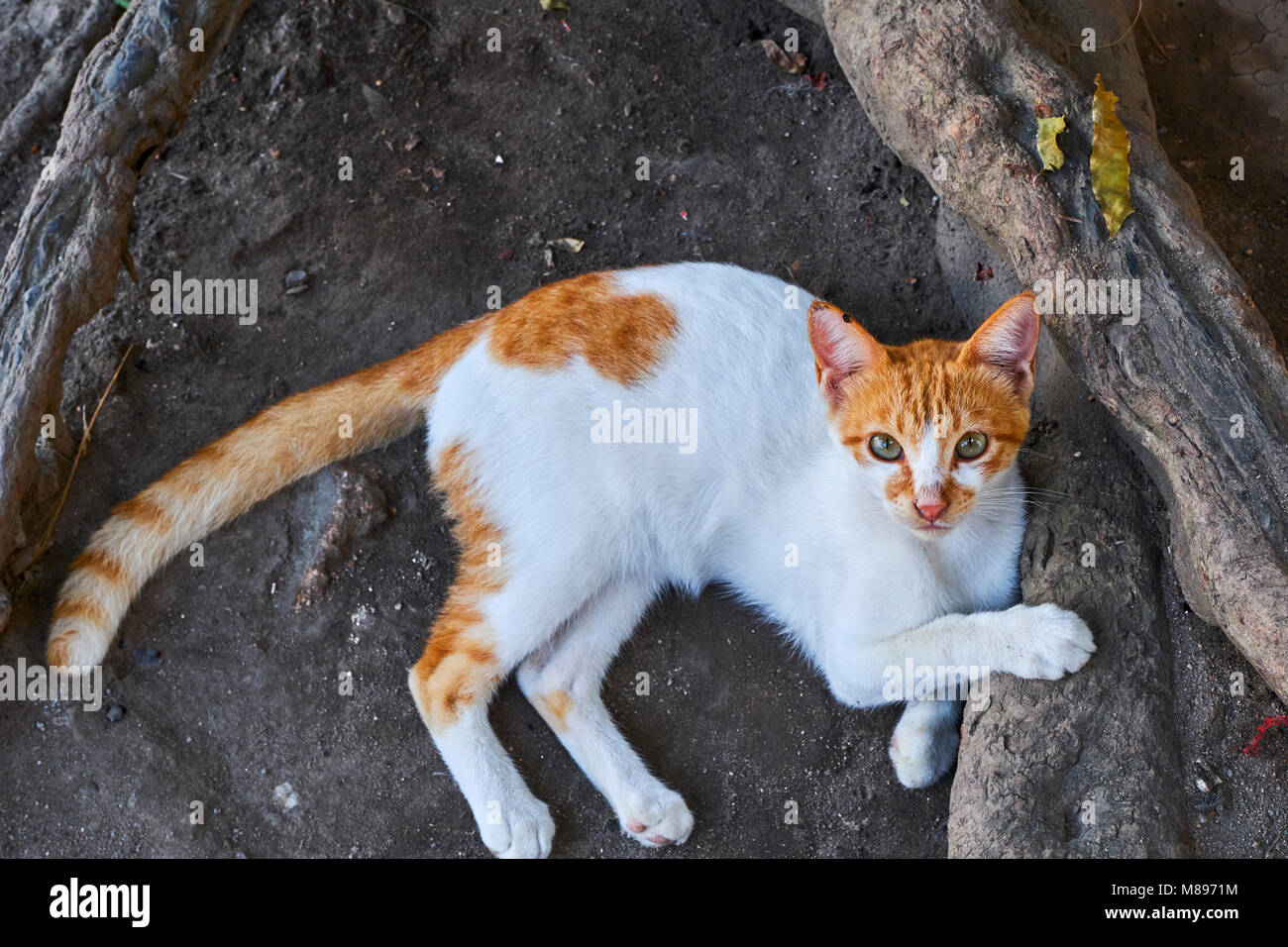 Tanzania, Zanzibar island, Unguja, Stone Town, unesco world heritage ...