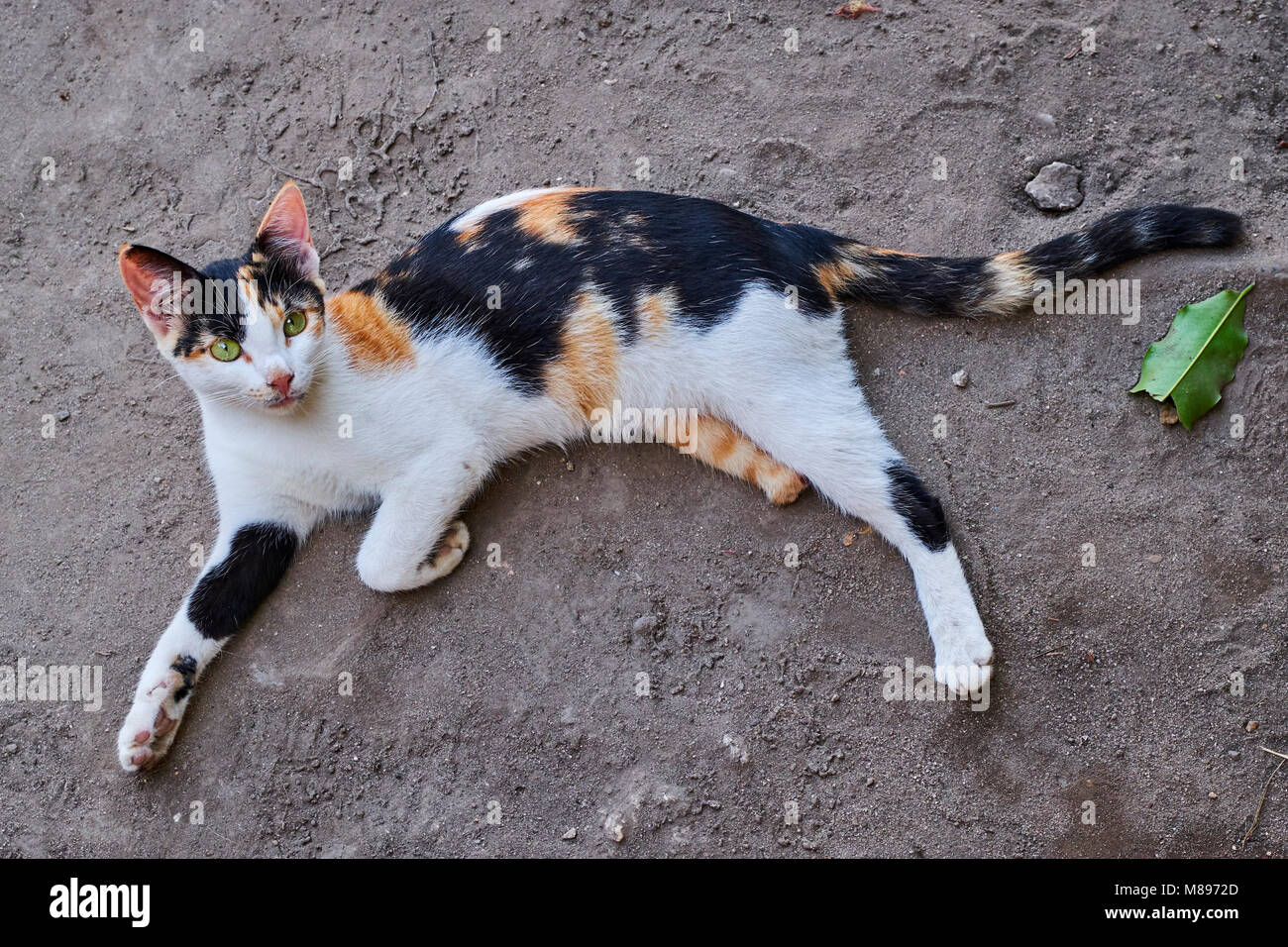 Tanzania, Zanzibar island, Unguja, Stone Town, unesco world heritage ...