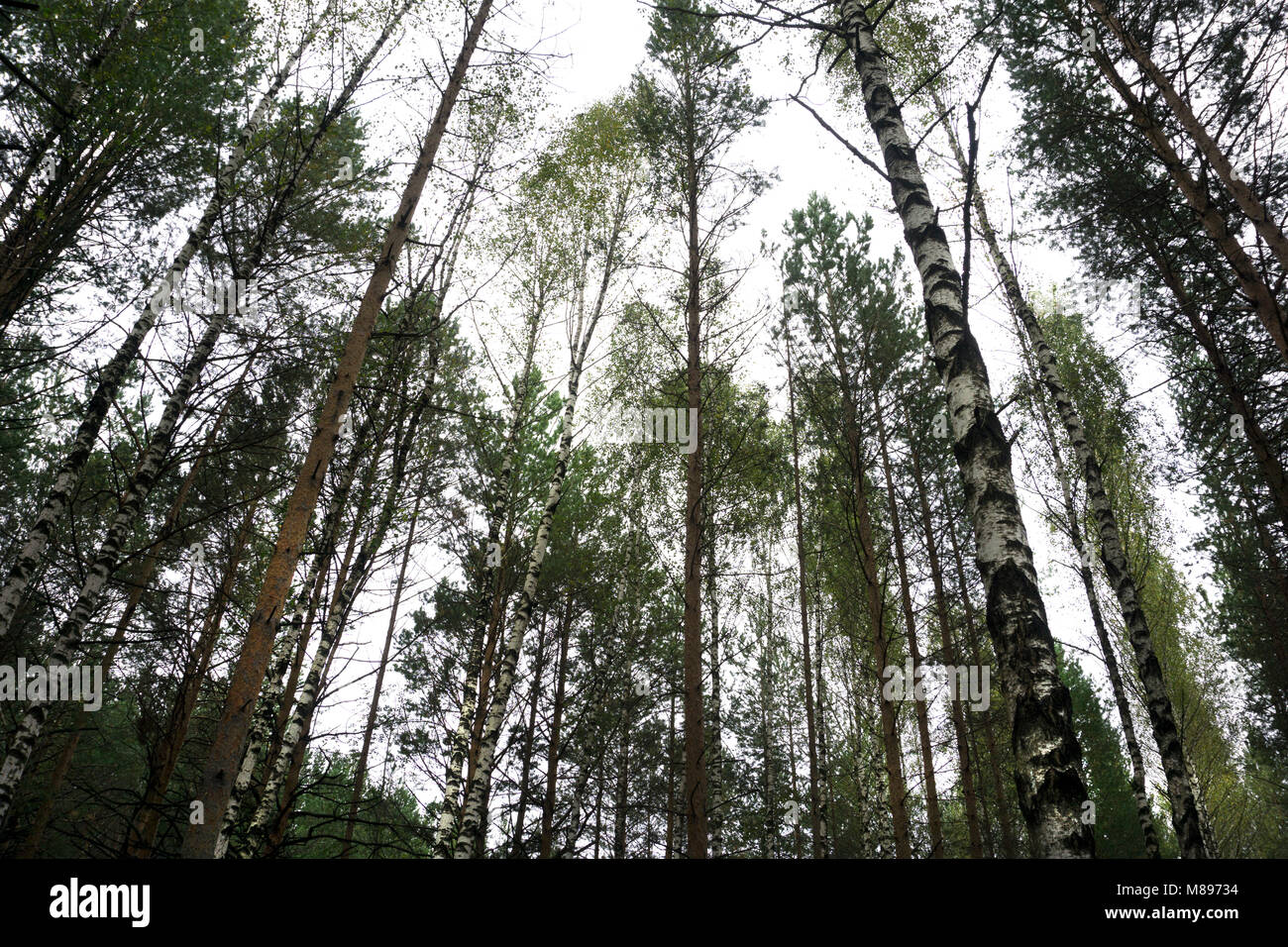 Wooded forest trees backlit by golden sunlight before sunset with sun ...
