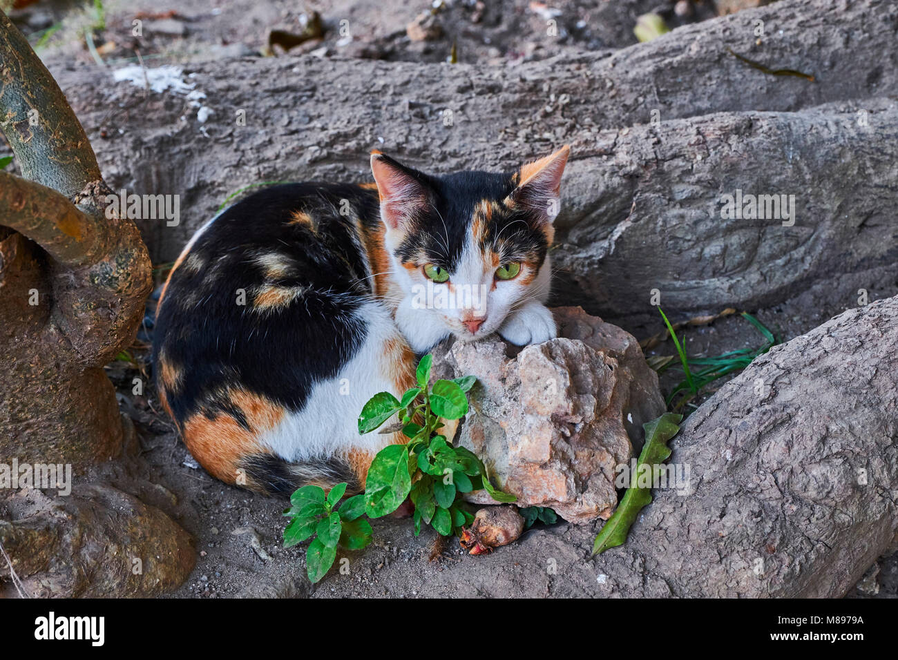 Tanzania, Zanzibar island, Unguja, Stone Town, unesco world heritage ...