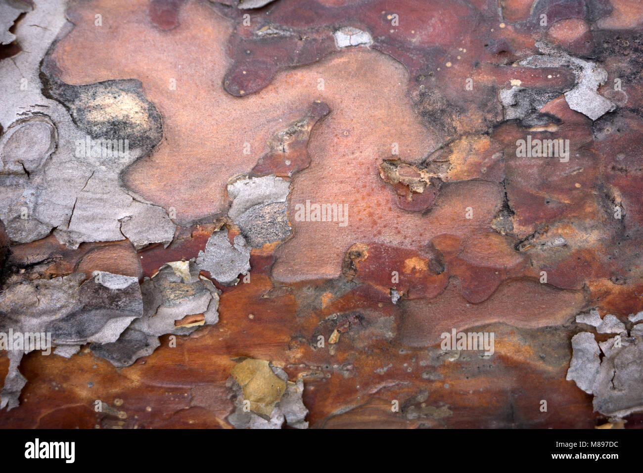 pine bark texture reddish Stock Photo - Alamy