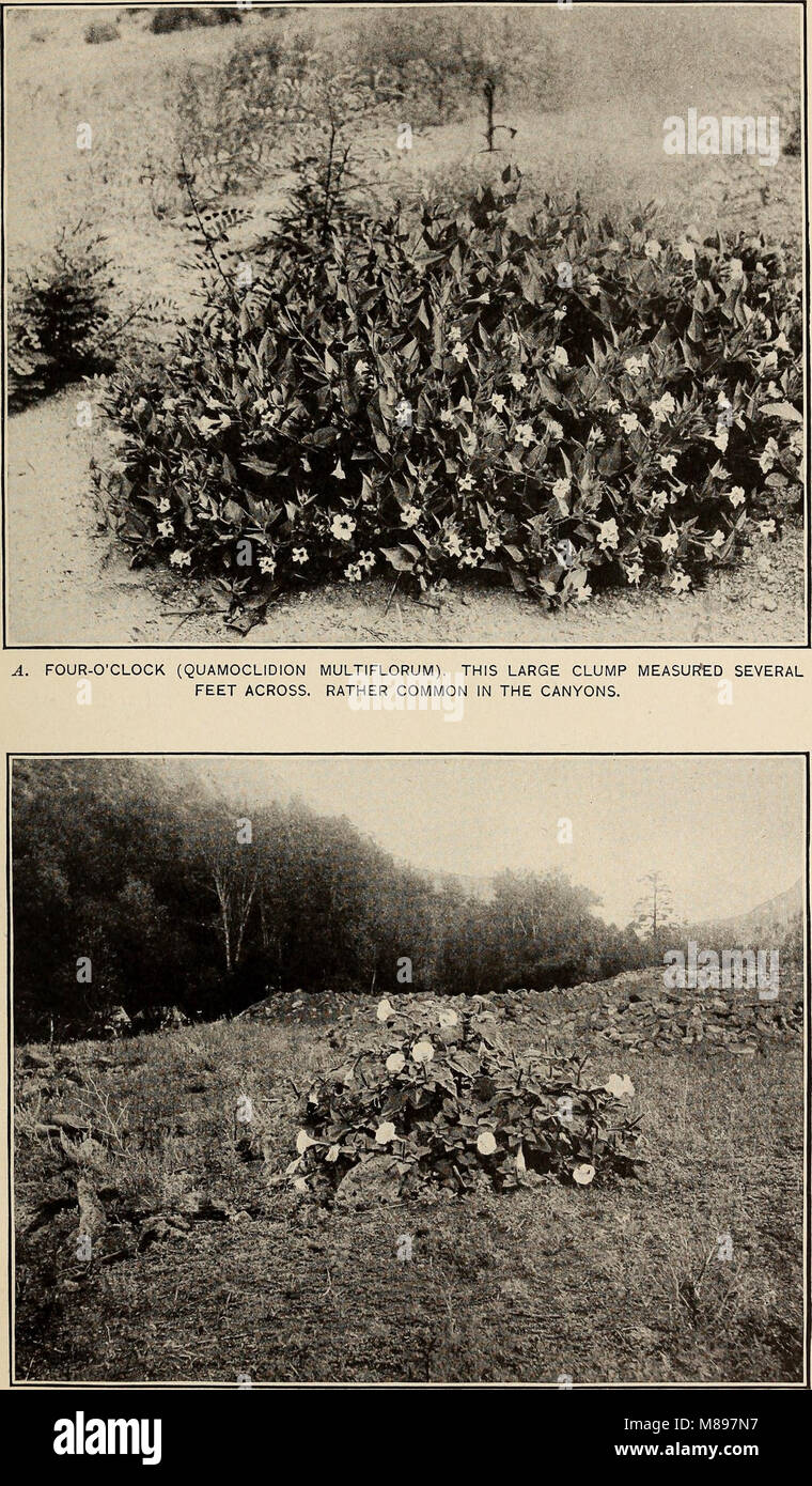 Ethnobotany of the Tewa Indians (1916) (14598342250 Stock Photo - Alamy