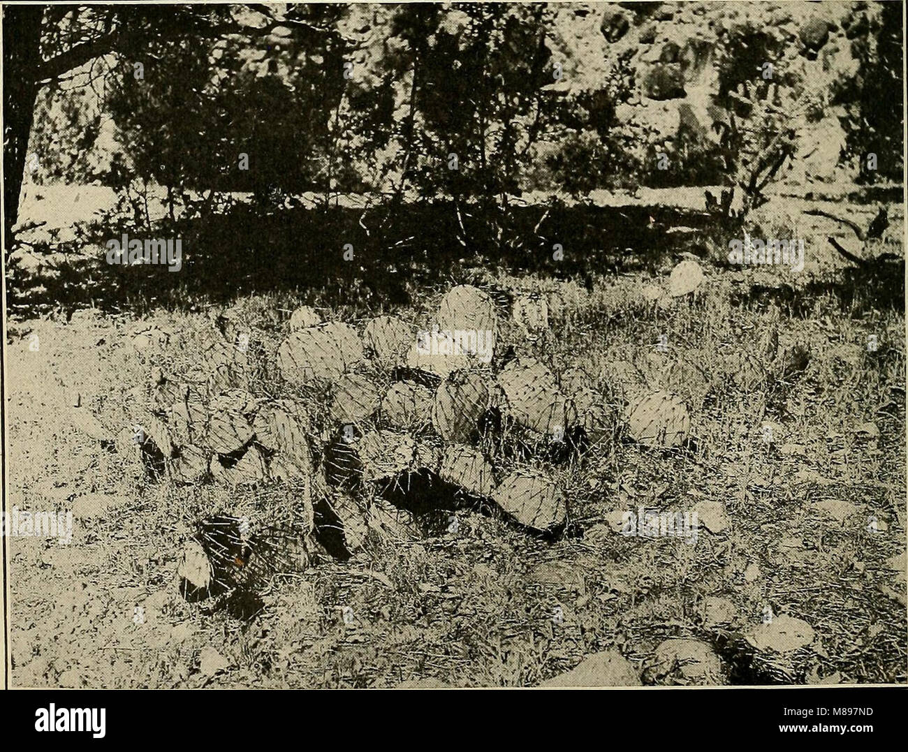 Ethnobotany of the Tewa Indians (1916) (14758999546 Stock Photo - Alamy