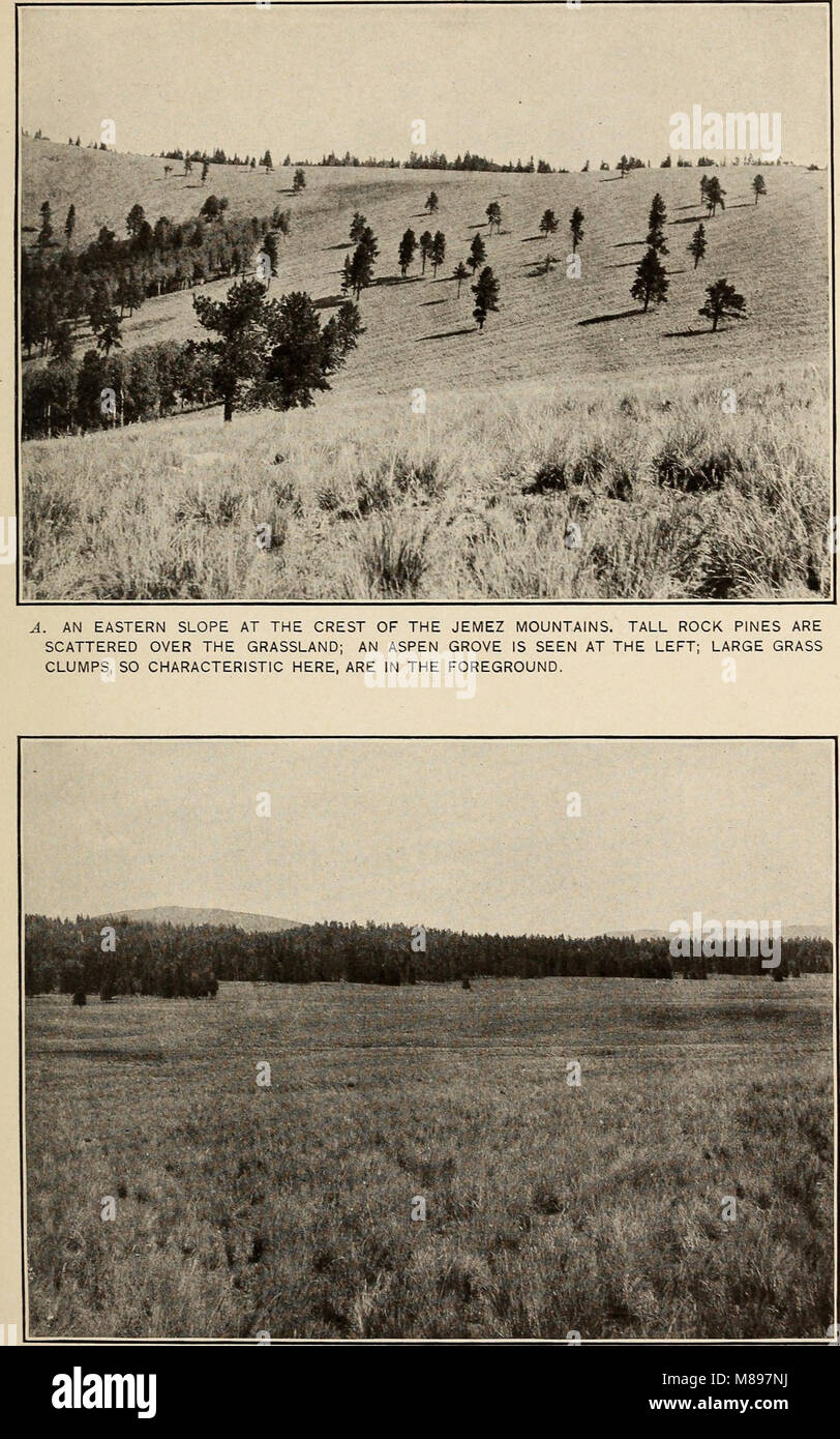 Ethnobotany of the Tewa Indians (1916) (14781896041 Stock Photo - Alamy