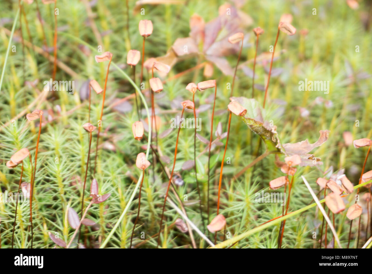 Tender green vegetation in the forest moss colonies Stock Photo - Alamy
