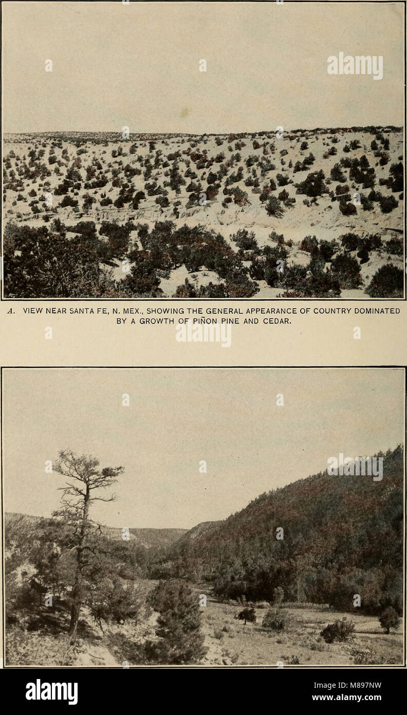 'Ethnobotany of the Tewa Indians' (1916) explores the traditional use ...