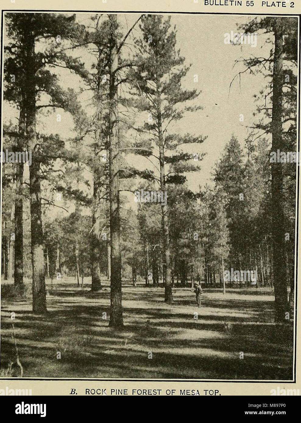 This 1916 work focuses on the ethnobotany of the Tewa Indians ...