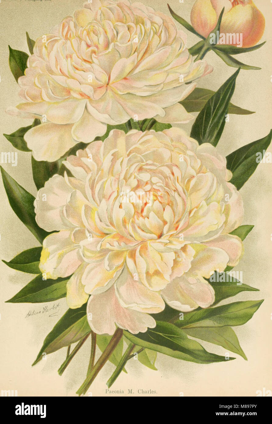 'Die Gartenwelt' (1899) is a German publication focusing on ...