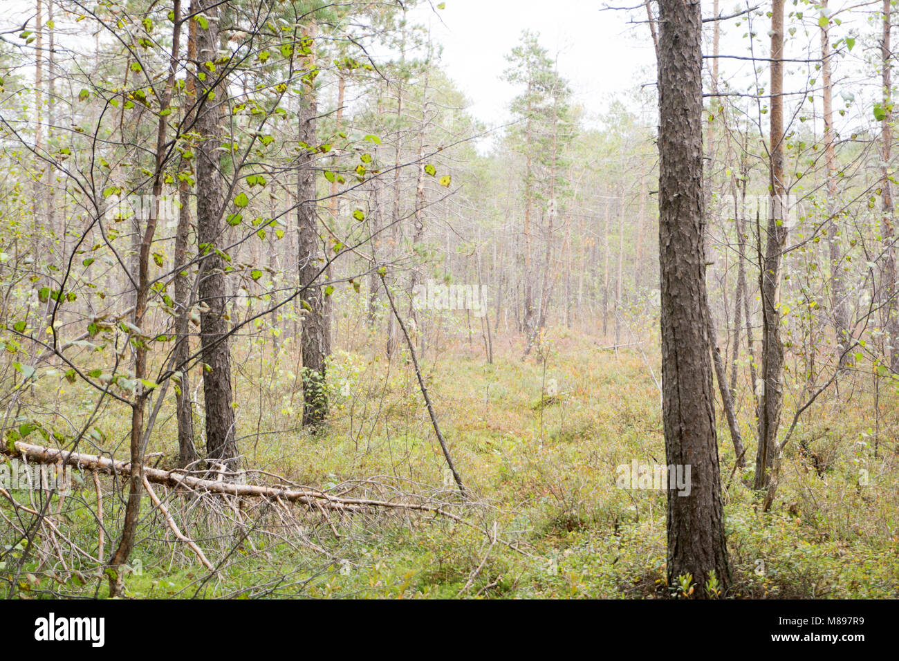the swampy forest around the bog Stock Photo - Alamy