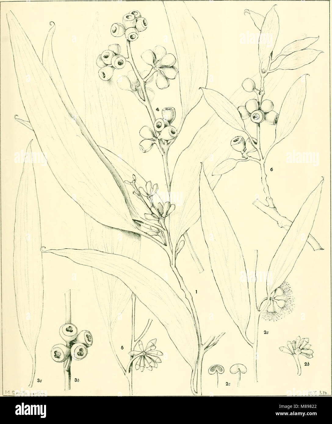 Eucalyptus coriacea from 'A critical revision of the genus Eucalyptus ...
