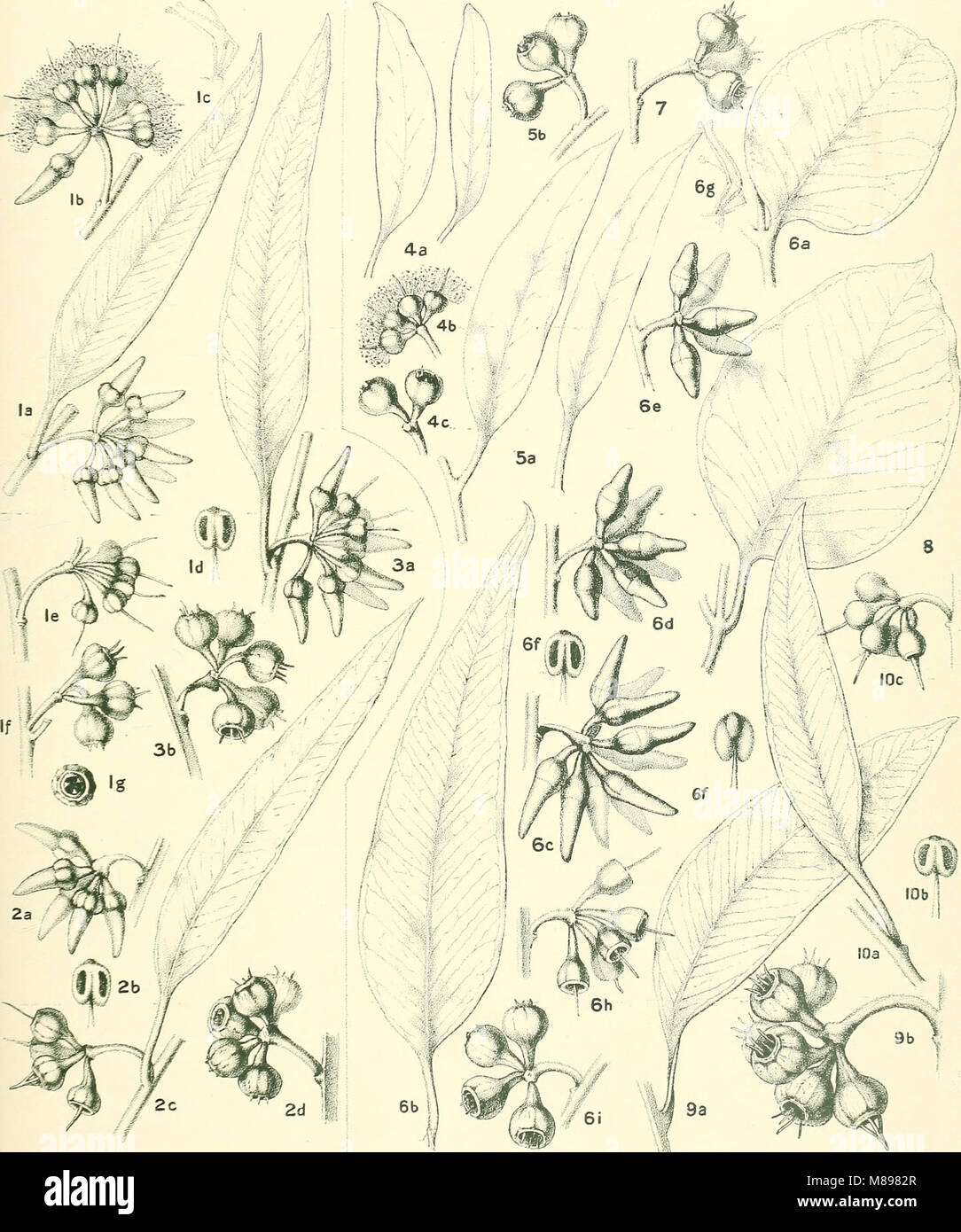 Eucalyptus falcata from 'A critical revision of the genus Eucalyptus ...