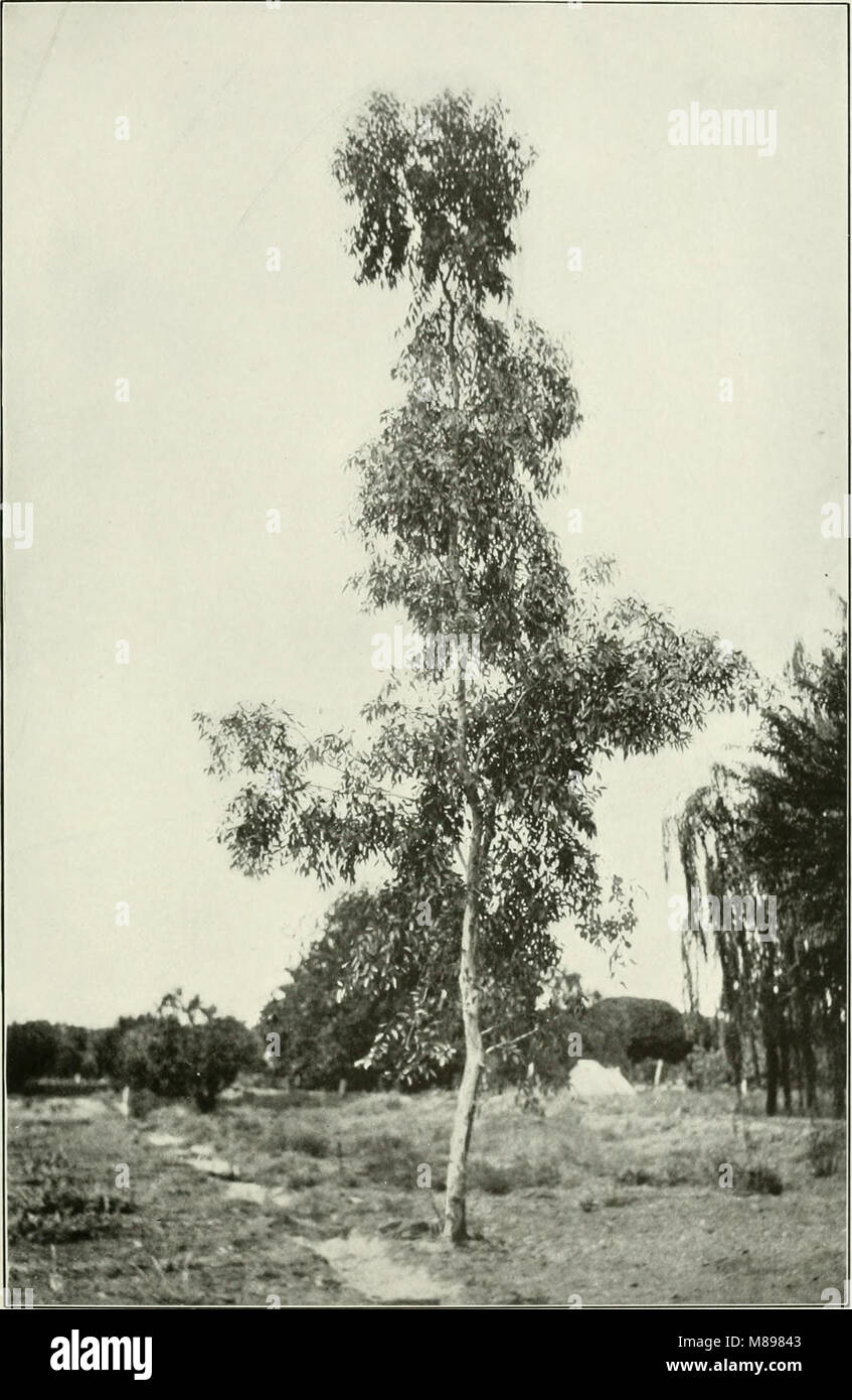 Eucalyptus tereticornis hi-res stock photography and images - Alamy