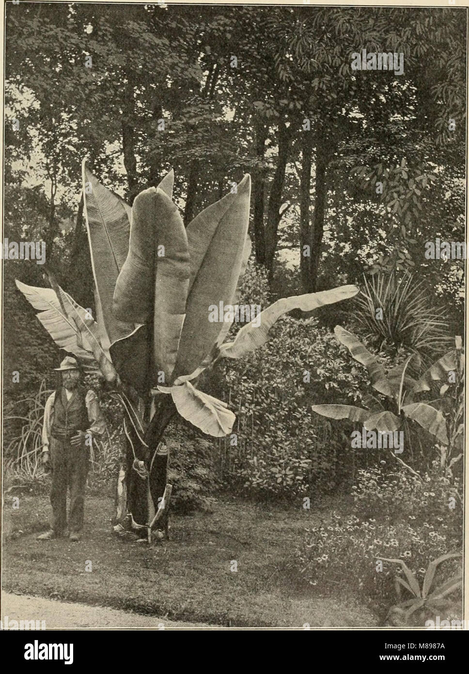 *Die Gartenwelt* (1901) is a German-language periodical focused on ...
