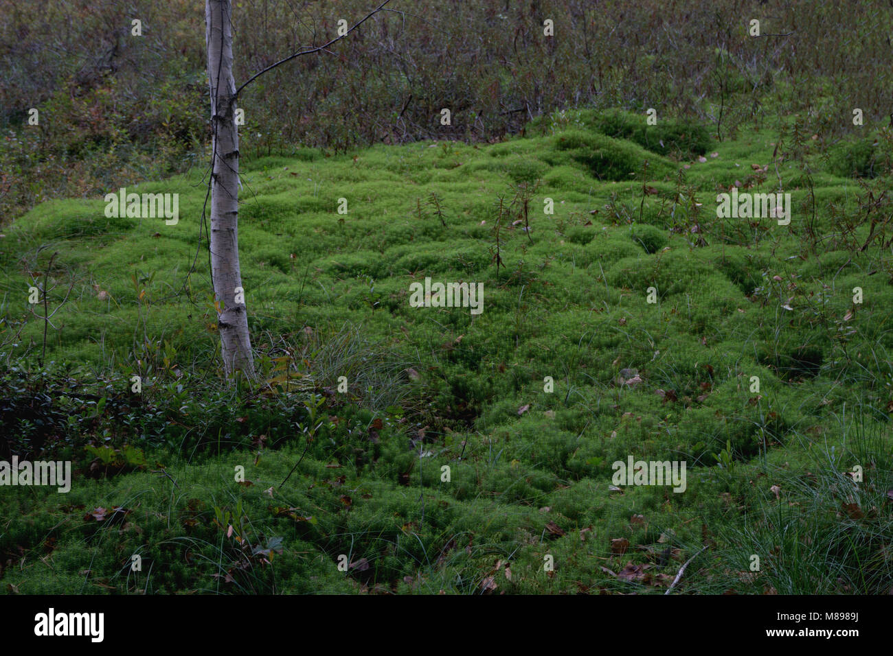 Tender green vegetation in the forest moss colonies Stock Photo - Alamy