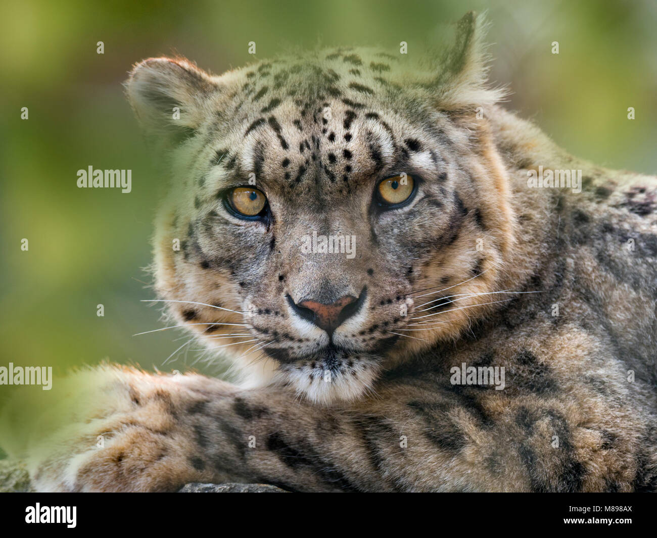 Portrait of captive Snow leopard or ounce Panthera uncia Stock Photo ...