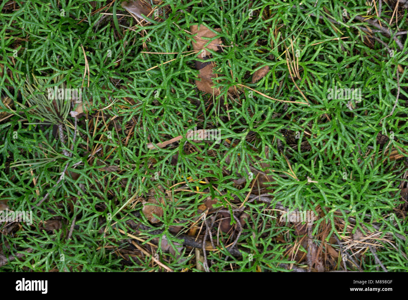 Tender green vegetation in the forest moss colonies Stock Photo - Alamy