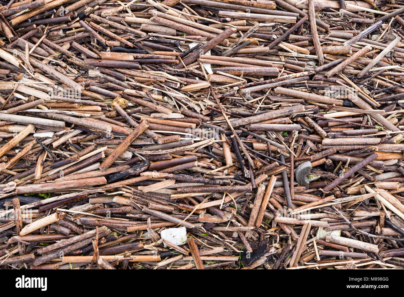 Masses of broken reeds washed up Stock Photo - Alamy