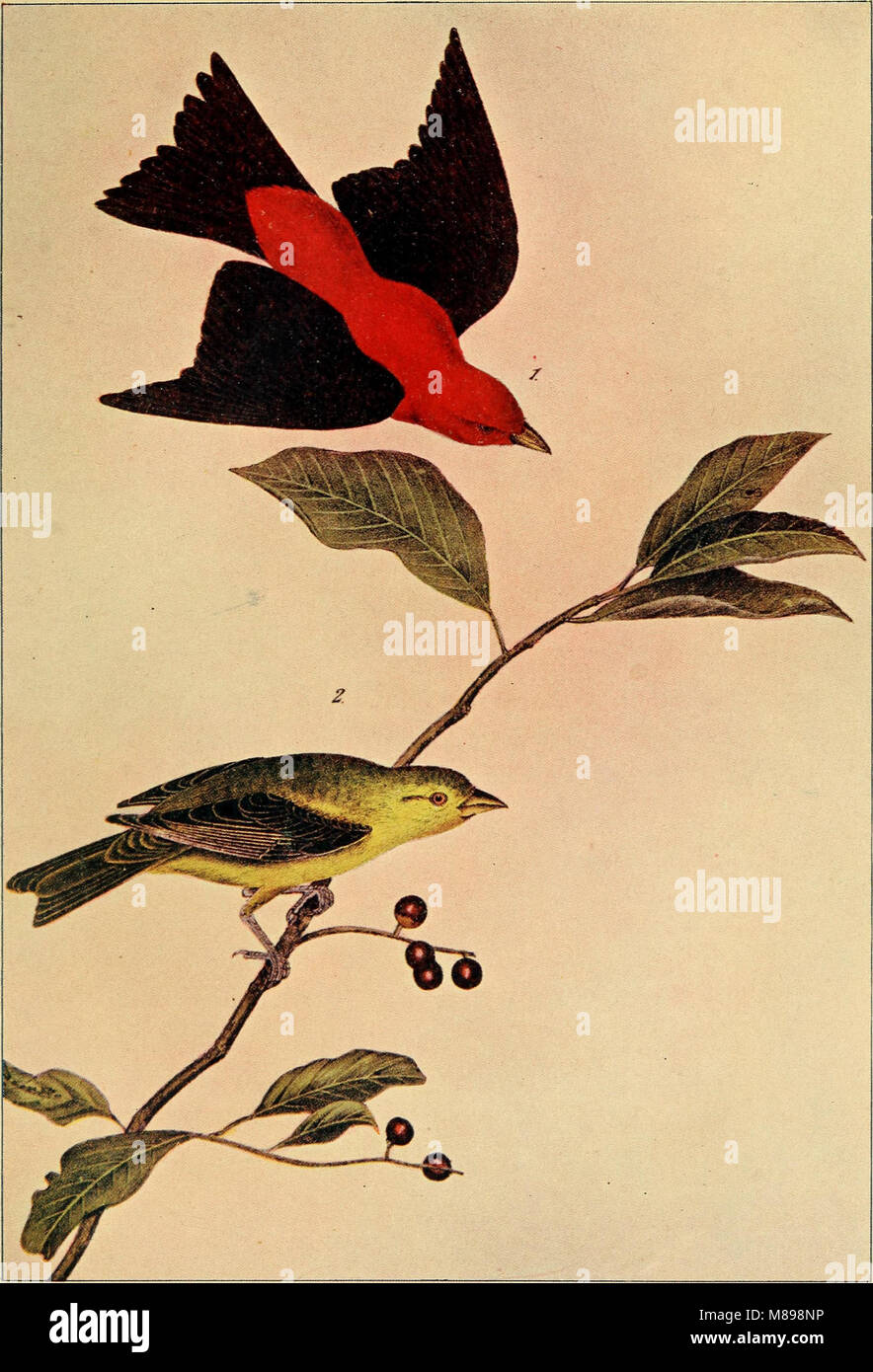 Everyday species hi-res stock photography and images - Alamy