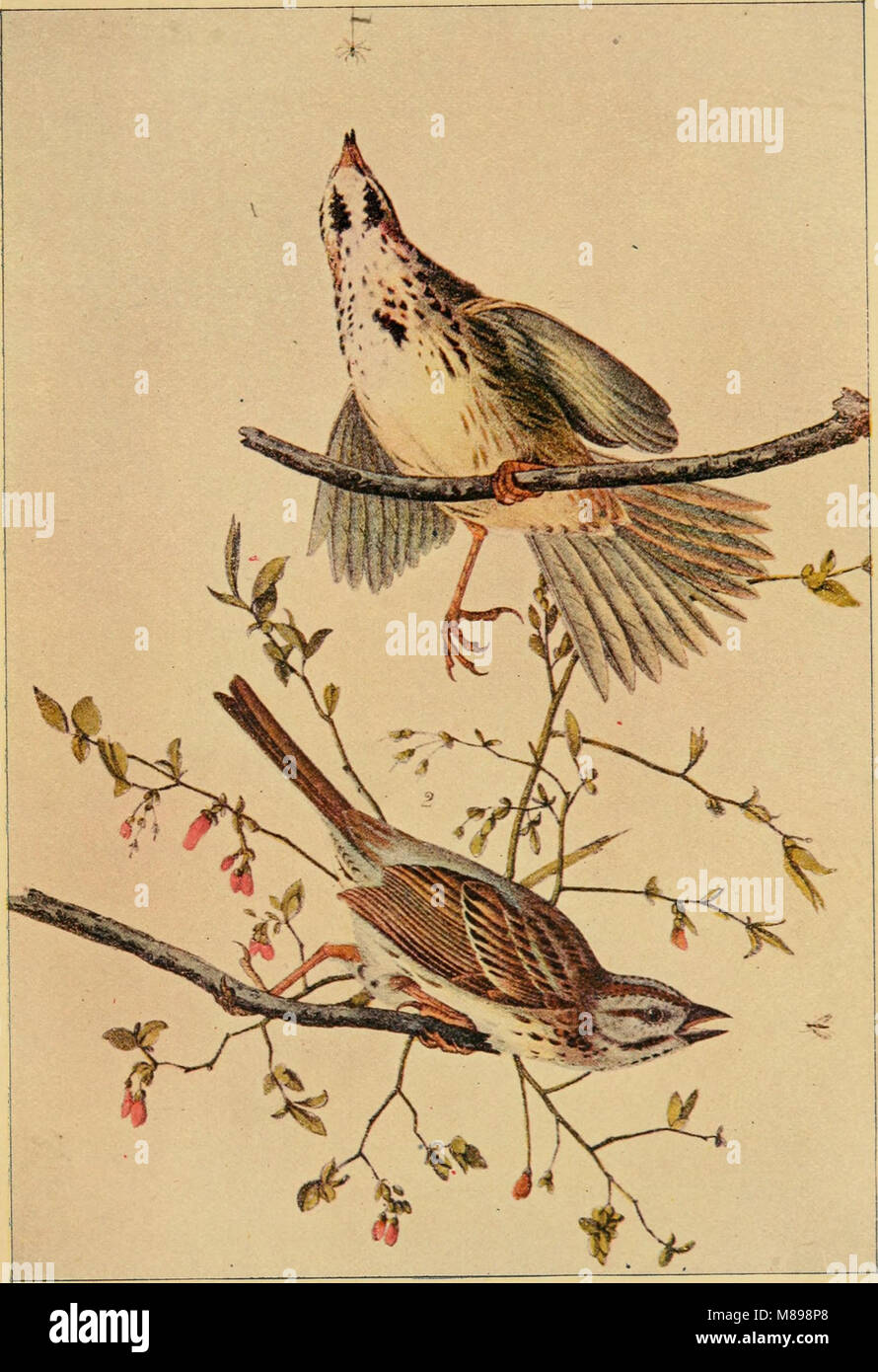 A 1901 study on common birds, offering an introduction to bird ...