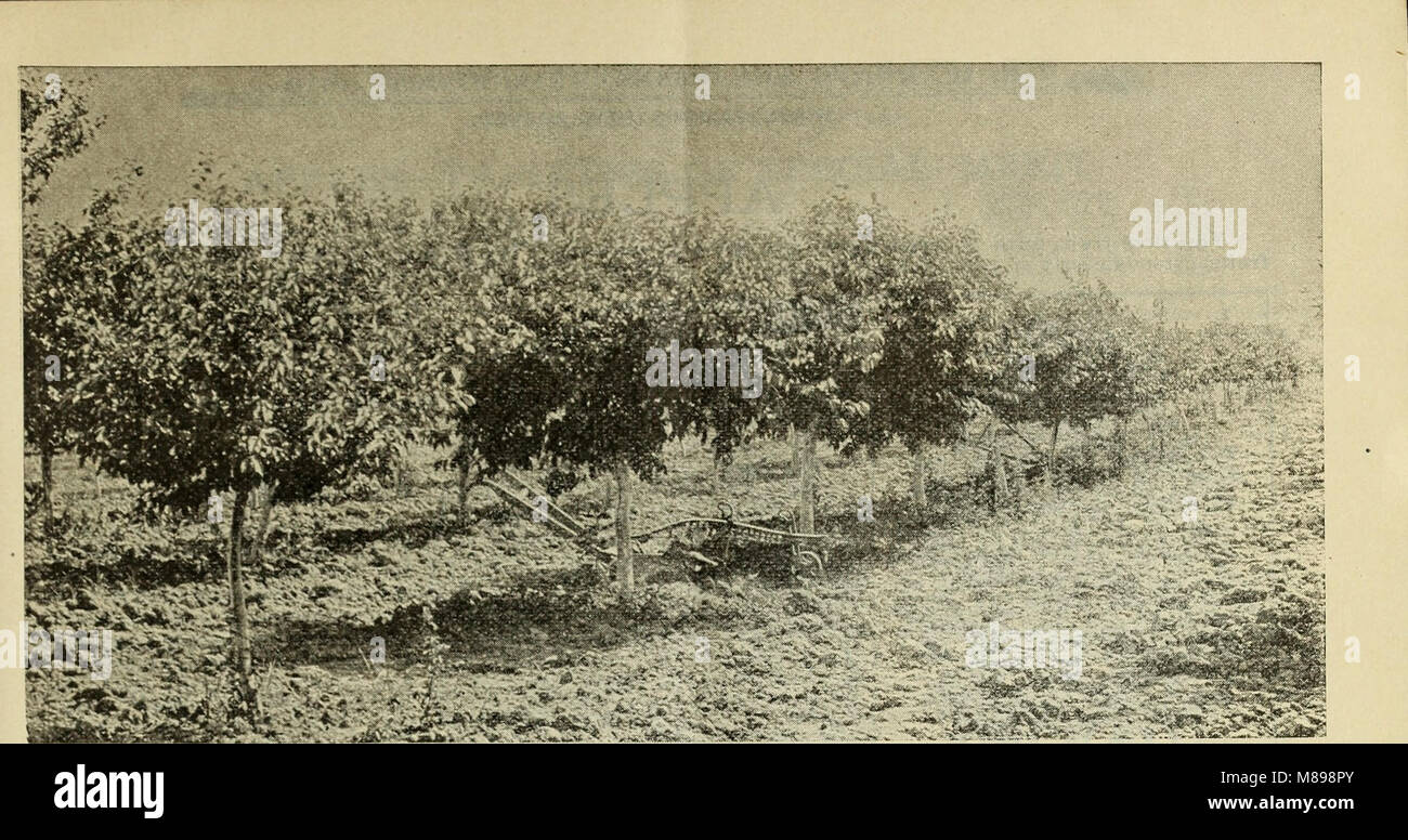 Everything for the fruit grower - 1899 (1899) (20544409592 Stock Photo ...
