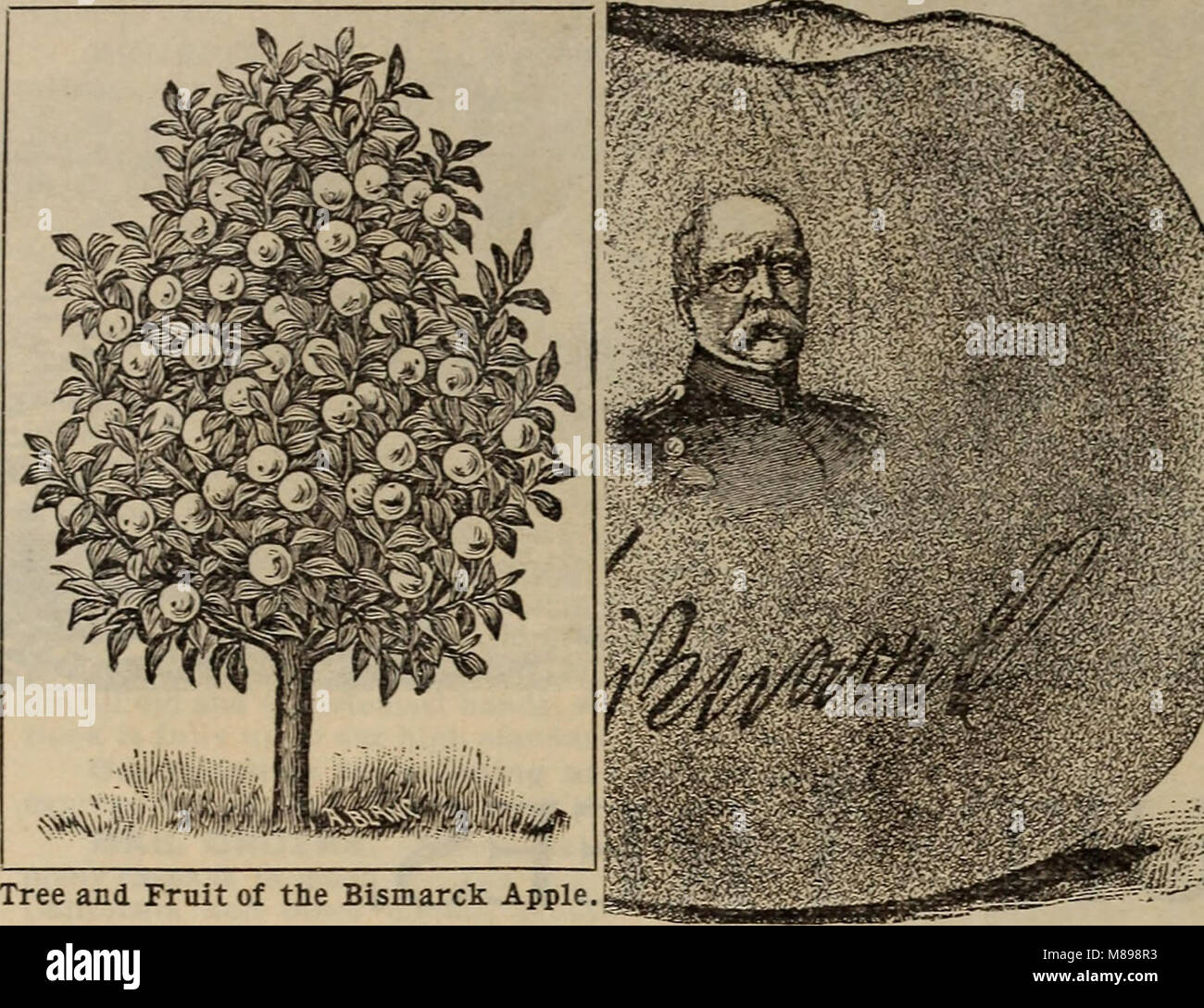 Everything for the fruit grower - 1899 (1899) (20559920731 Stock Photo ...