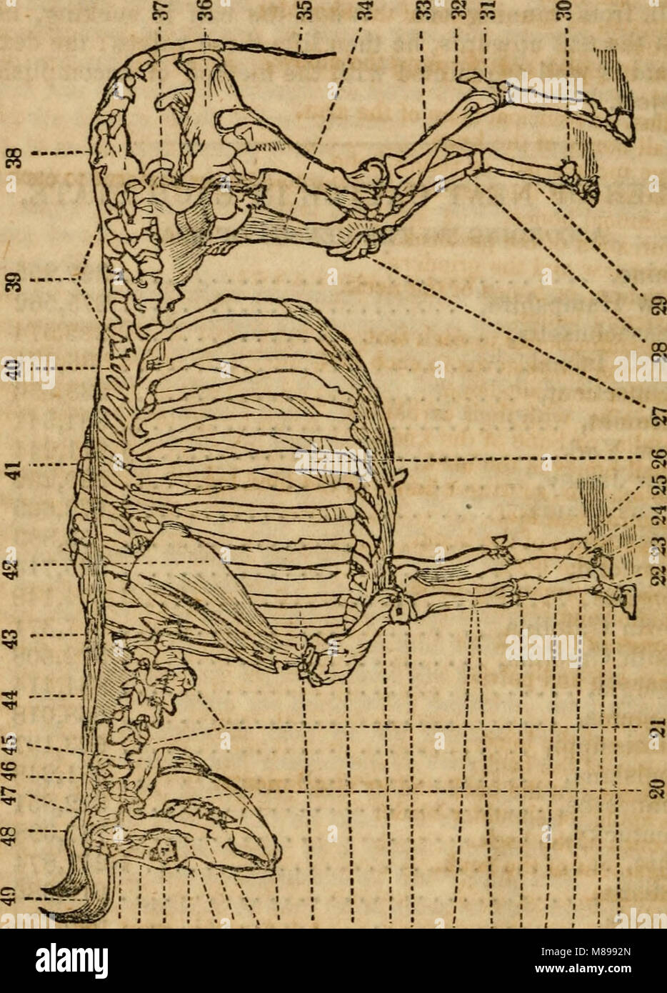 Every Man His Own Cattle Doctor Containing The Causes Symptoms And