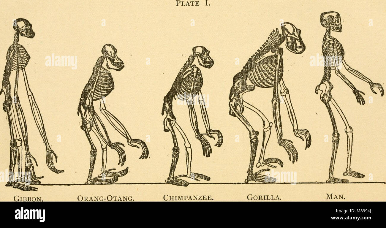 Evolution, and its bearing on religions (1901) (14787395563 Stock Photo ...