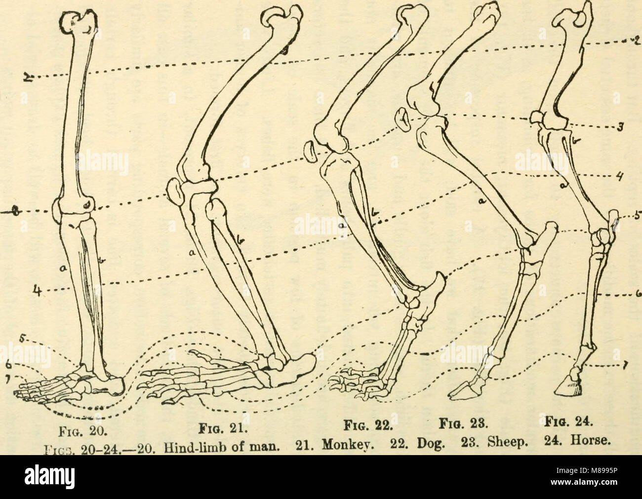 This work explores the concept of evolution, its scientific basis, and ...