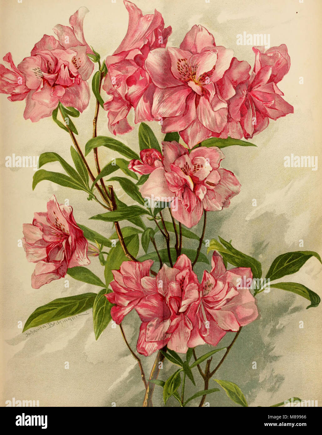 Die Gartenwelt, published in 1912, is a German gardening journal that ...