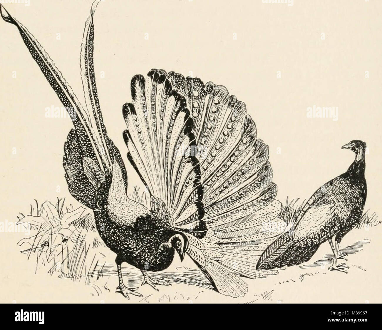 Evolution and animal life; an elementary discussion of facts, processes ...