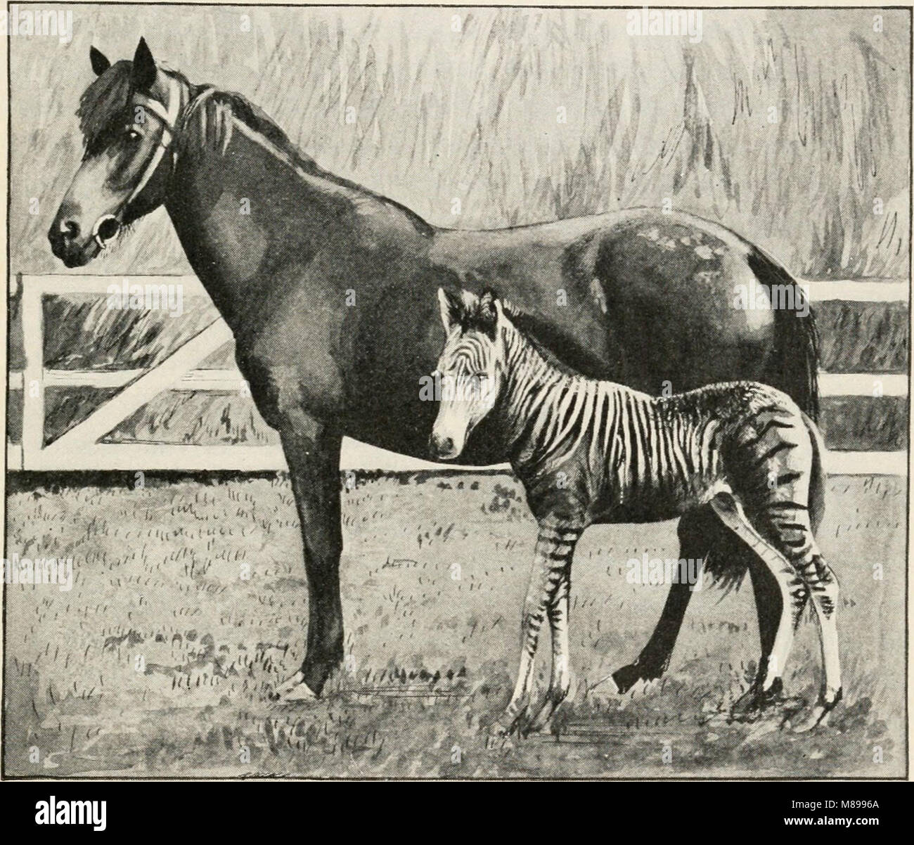 This 1907 work provides an elementary discussion of animal life ...