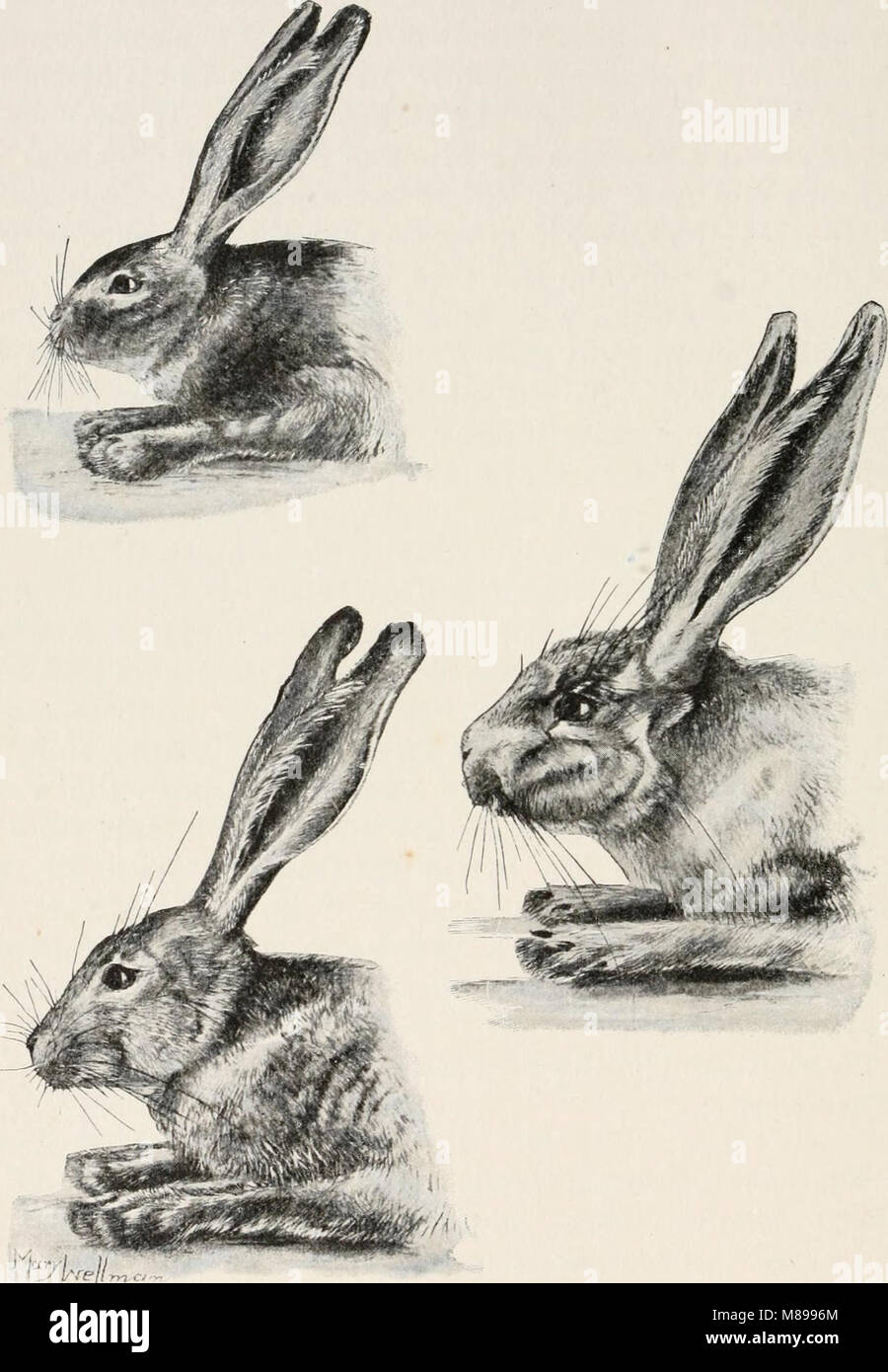 This 1907 book discusses the evolution of animal life, presenting an ...