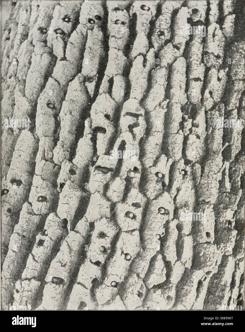 'Evolution and Animal Life' (1907) presents an introductory overview of ...