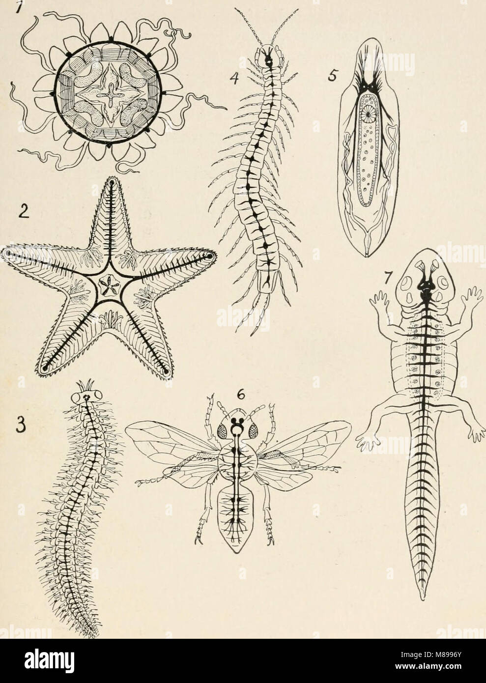 Published in 1907, this work provides an introduction to the evolution ...