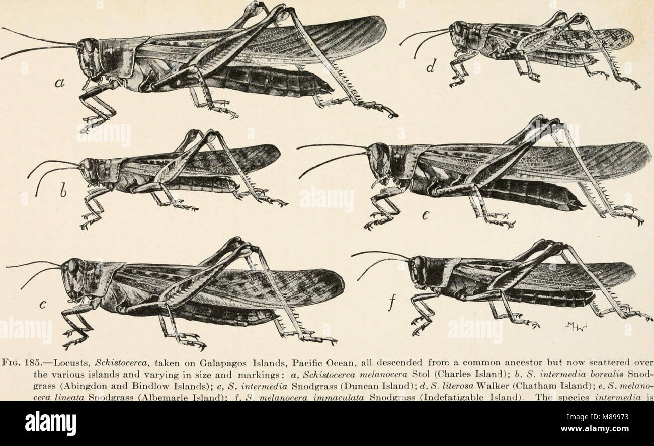 'Evolution and Animal Life' (1907) provides an overview of animal ...