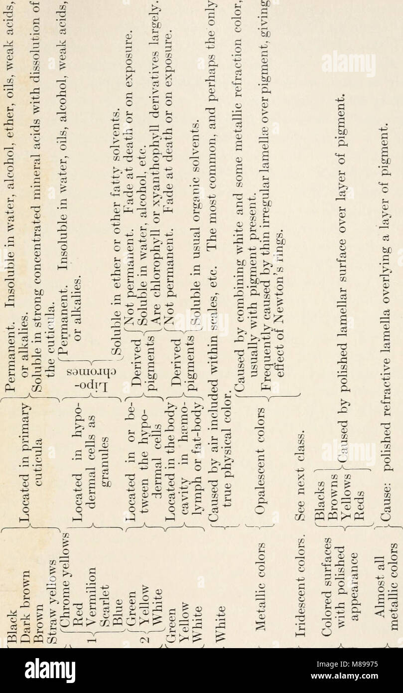 'Evolution and Animal Life' (1907) explores the principles of evolution ...