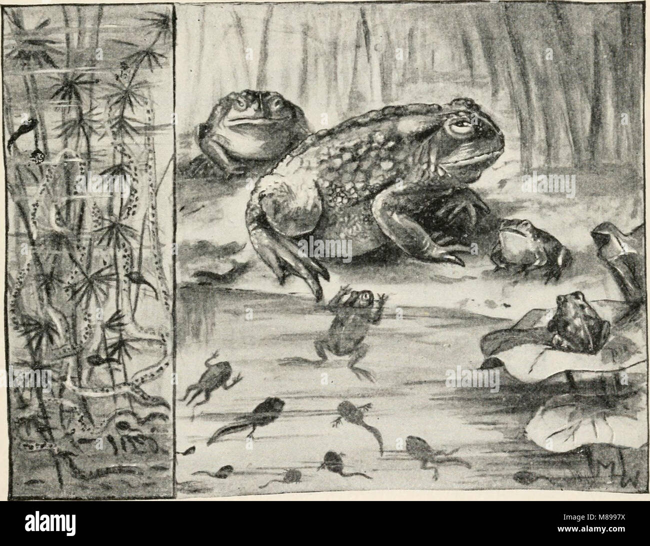 This 1907 work provides an introduction to the evolutionary process ...